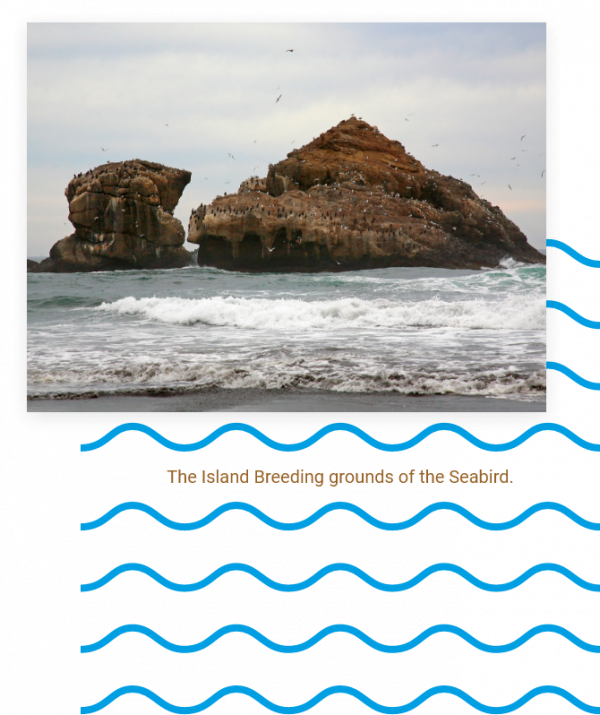 Peruvian Seabird Guano Fertilizer For Sale - Guanorganic